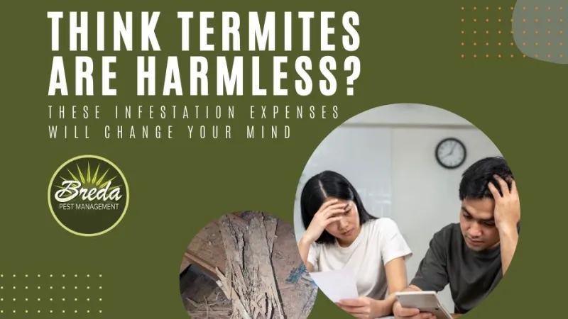 What is a Termite Clearance Letter and When Do You Need One? | Breda ...