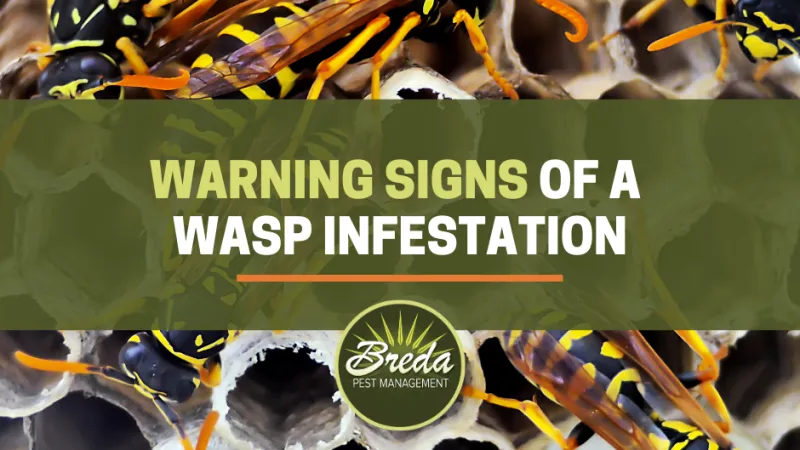 What is a Termite Letter and How Do I Get One? | Breda Pest Management