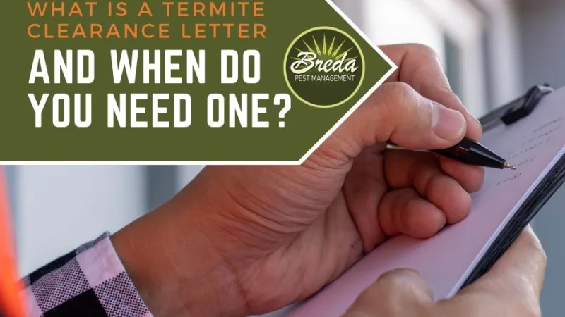 Termites in Your Georgia Home? How to Spot the Signs | Breda Pest ...