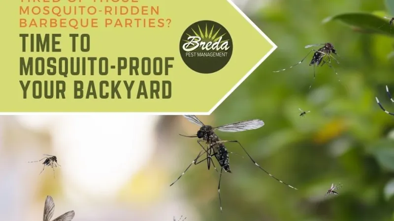 Understanding Mosquito Breeding Habits and Life Cycles | Breda Pest ...