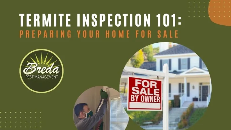 Pest Emergencies: When to DIY and When to Call the Pros | Breda Pest ...