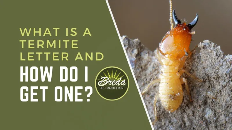 Warning Signs of a Wasp Infestation | Breda Pest Management