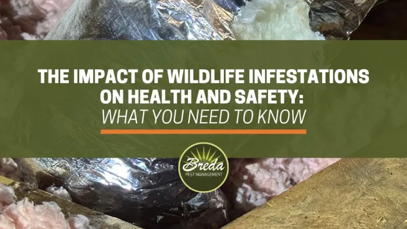 Identify and Prevent Wildlife Infestations in Your Home | Breda Pest ...