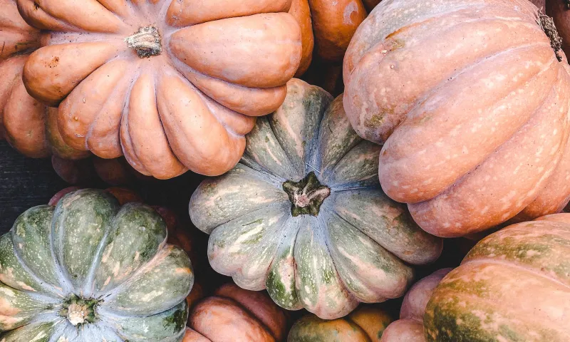 How to Grow Pumpkins | Armstrong Garden Centers