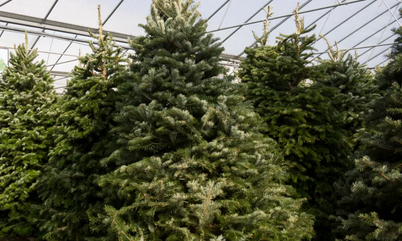 How to Pick a Christmas Tree | Armstrong Garden Centers
