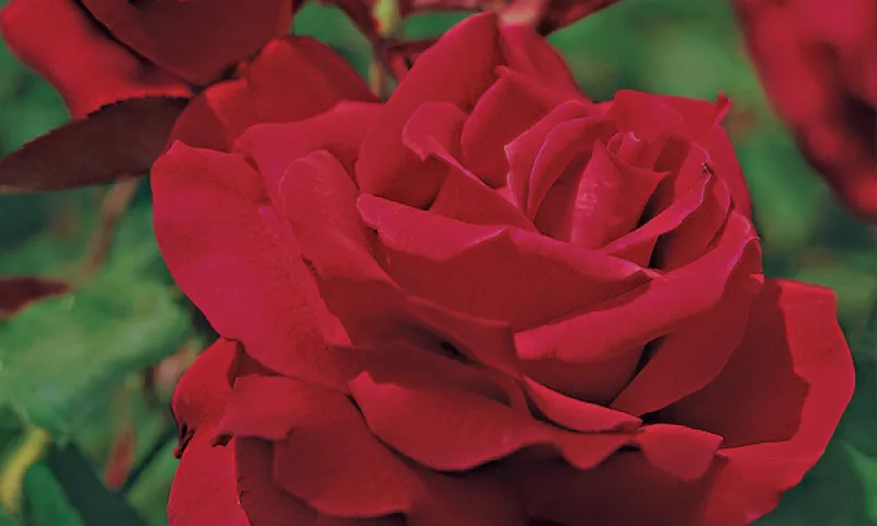 6 Easy Steps to Plant Container Roses DIY | Armstrong Garden Centers