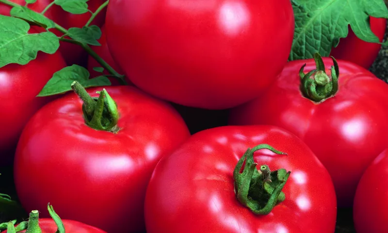 Growing Tomato Plants | Pike Nurseries