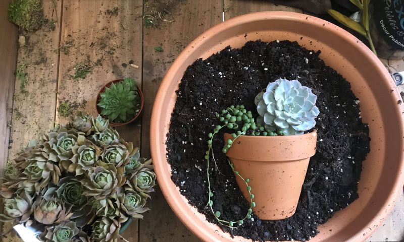 Succulent Pot within a Pot | Pike Nurseries