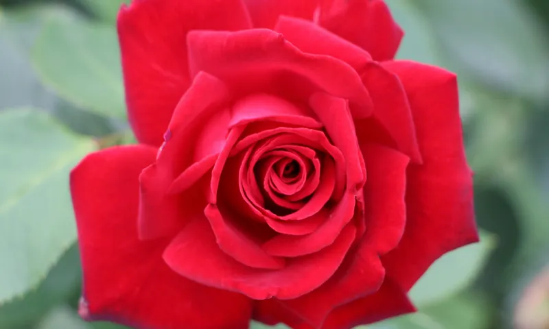 Roses | Pike Nurseries