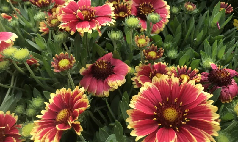 Waterwise Garden Tips | Pike Nurseries