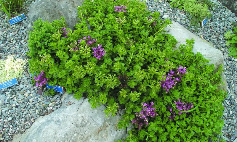 Waterwise Garden Tips | Pike Nurseries