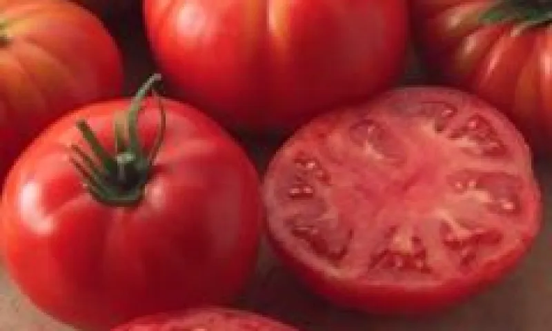 Growing Tomato Plants | Pike Nurseries