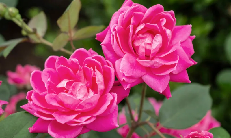 Roses | Pike Nurseries