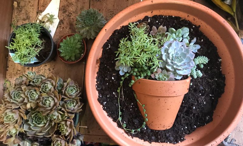 Succulent Pot within a Pot | Pike Nurseries
