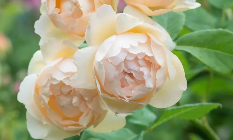 Roses | Pike Nurseries