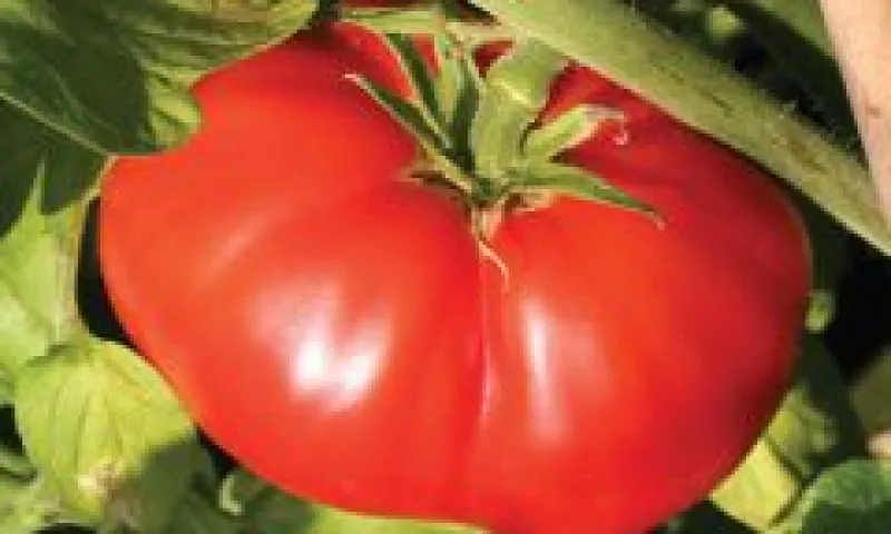 Growing Tomato Plants | Pike Nurseries
