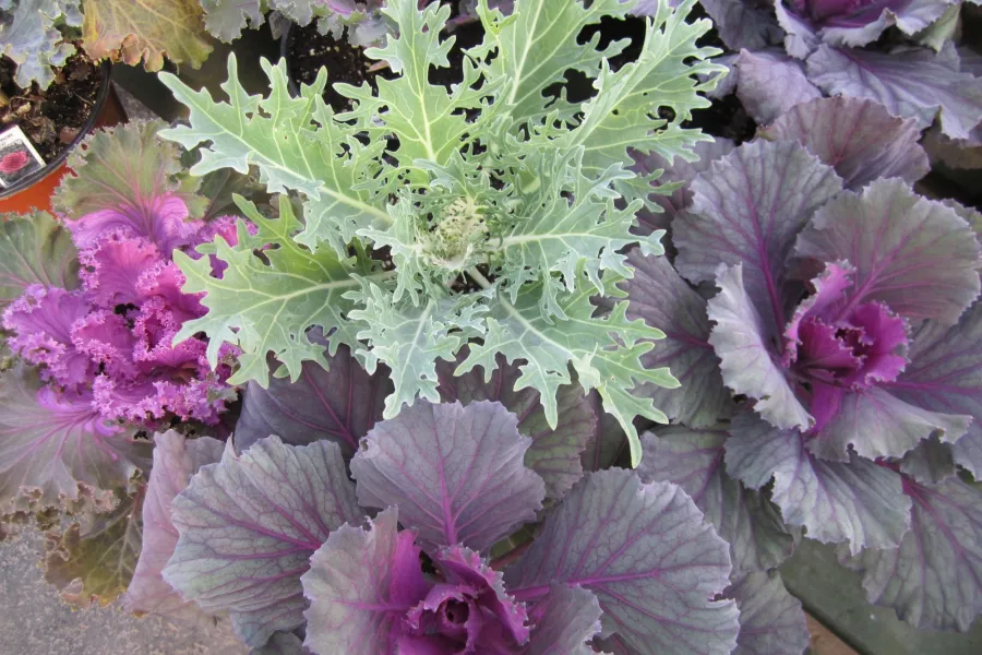 Current Ad | Pike Nurseries