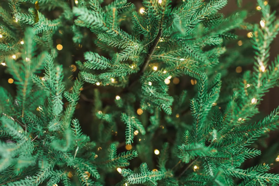 Garden Guides | Pike Nurseries