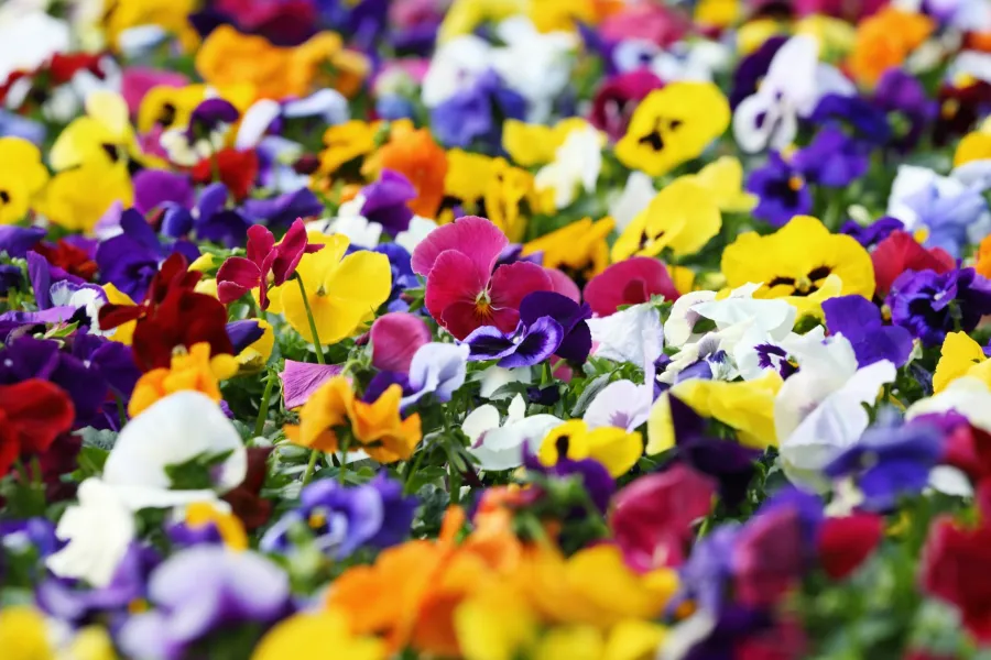 Current Ad | Pike Nurseries