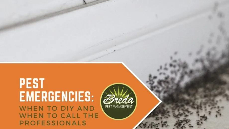 Encapsulate Crawl Spaces to Prevent Mold & Infestation | Breda Pest ...