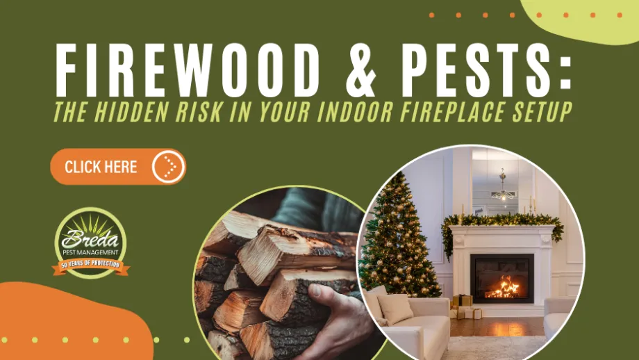 Comprehensive Pest Control Inside & Outside Your Home | Breda Pest ...