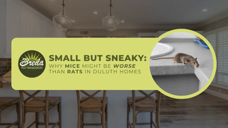 BEST Insects, Rodents, & Wildlife Control & Extermination Services Near ...