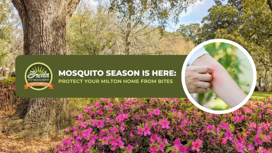 How Do Mothballs Work? | Breda Pest Management