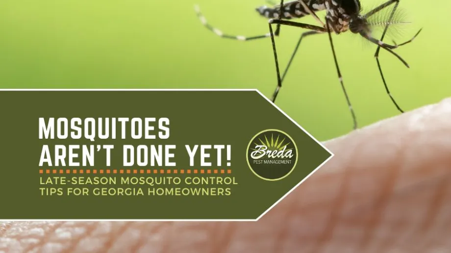 BEST Insects, Rodents, & Wildlife Control & Extermination Services Near ...