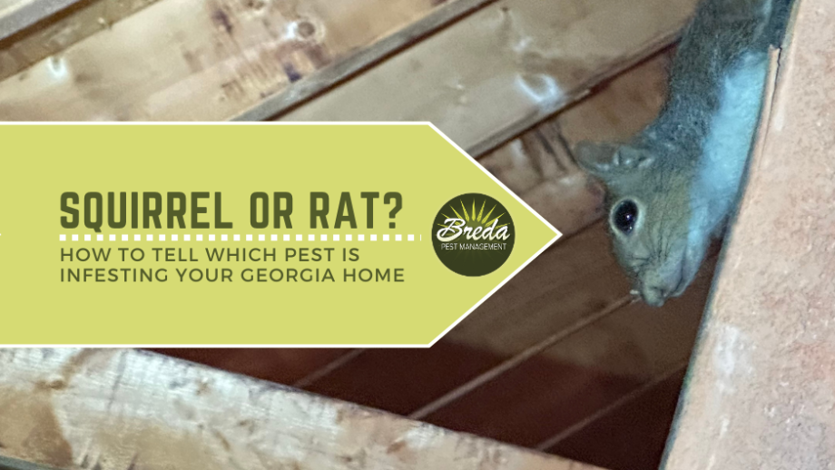 Encapsulate Crawl Spaces to Prevent Mold & Infestation | Breda Pest ...