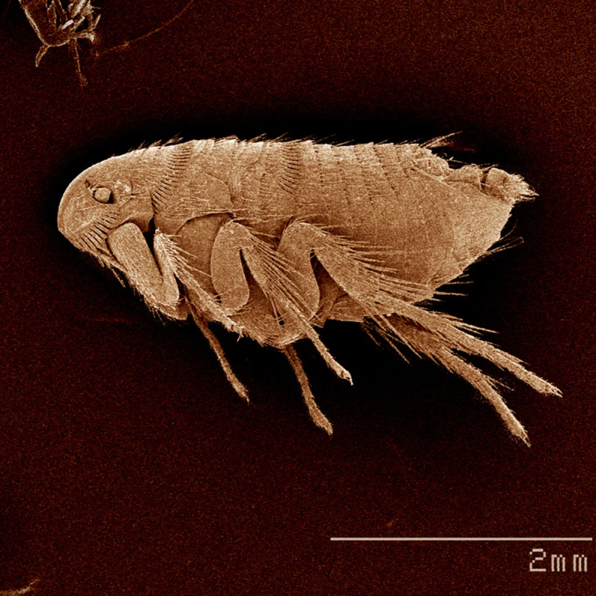 Fleas Pest Control | Flea Extermination | PestNation | PestNation