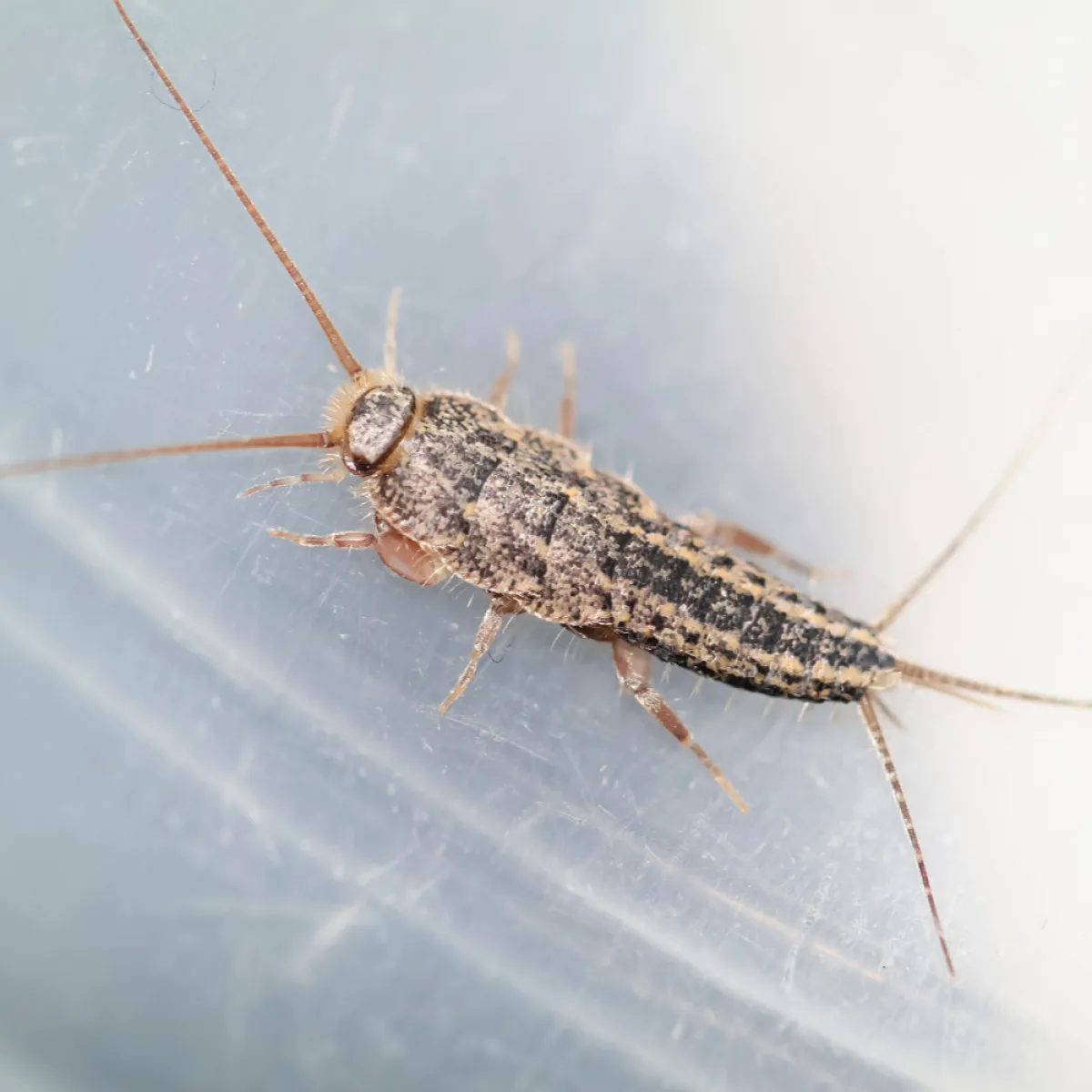 Silverfish Pest Control | PestNation | PestNation