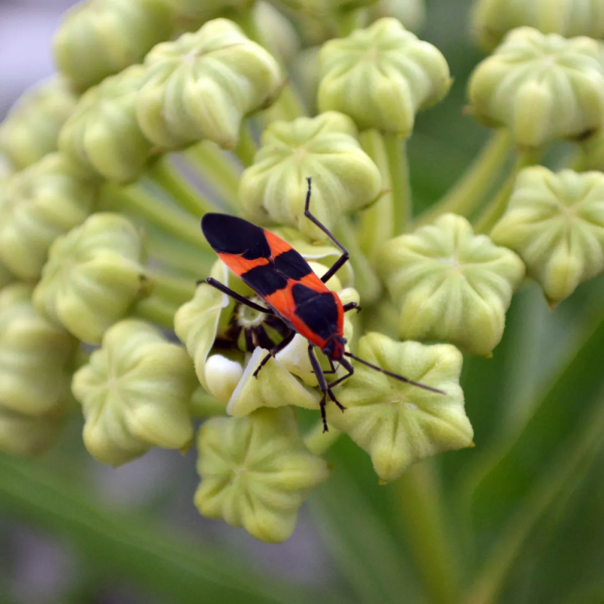 Boxelder Bugs Extermination | PestNation | PestNation