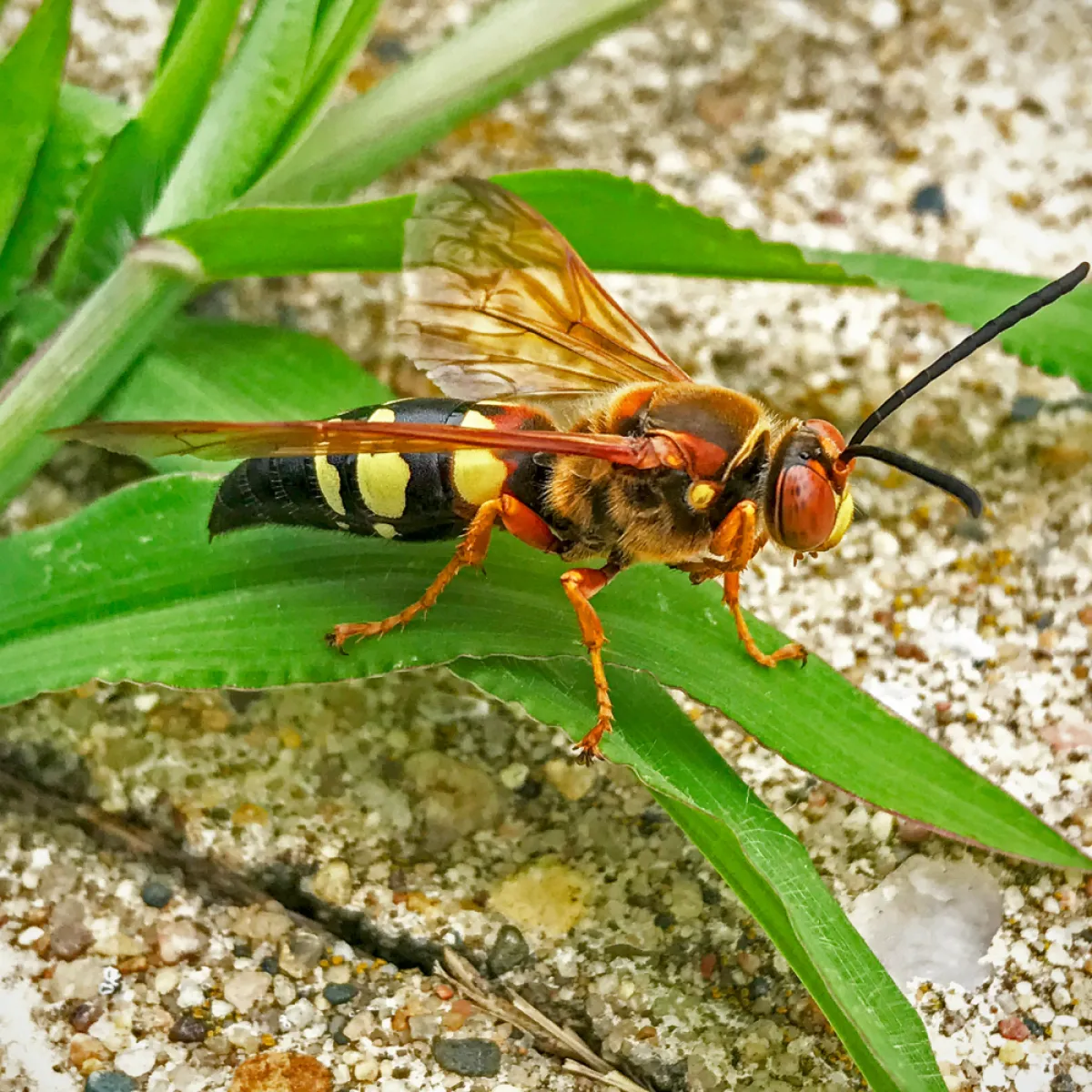 Wasps Pest Control | PestNation | PestNation