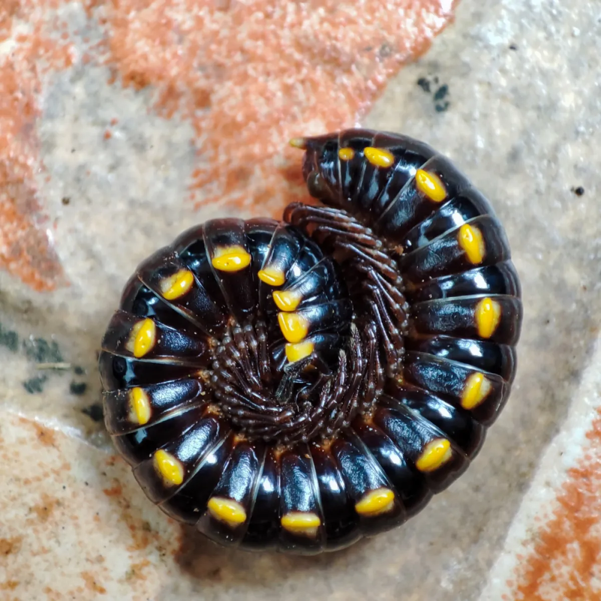 Millipedes Pest Control | PestNation | PestNation