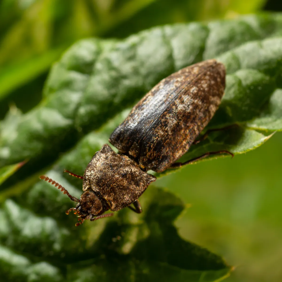 Beetles Pest Control | PestNation | PestNation