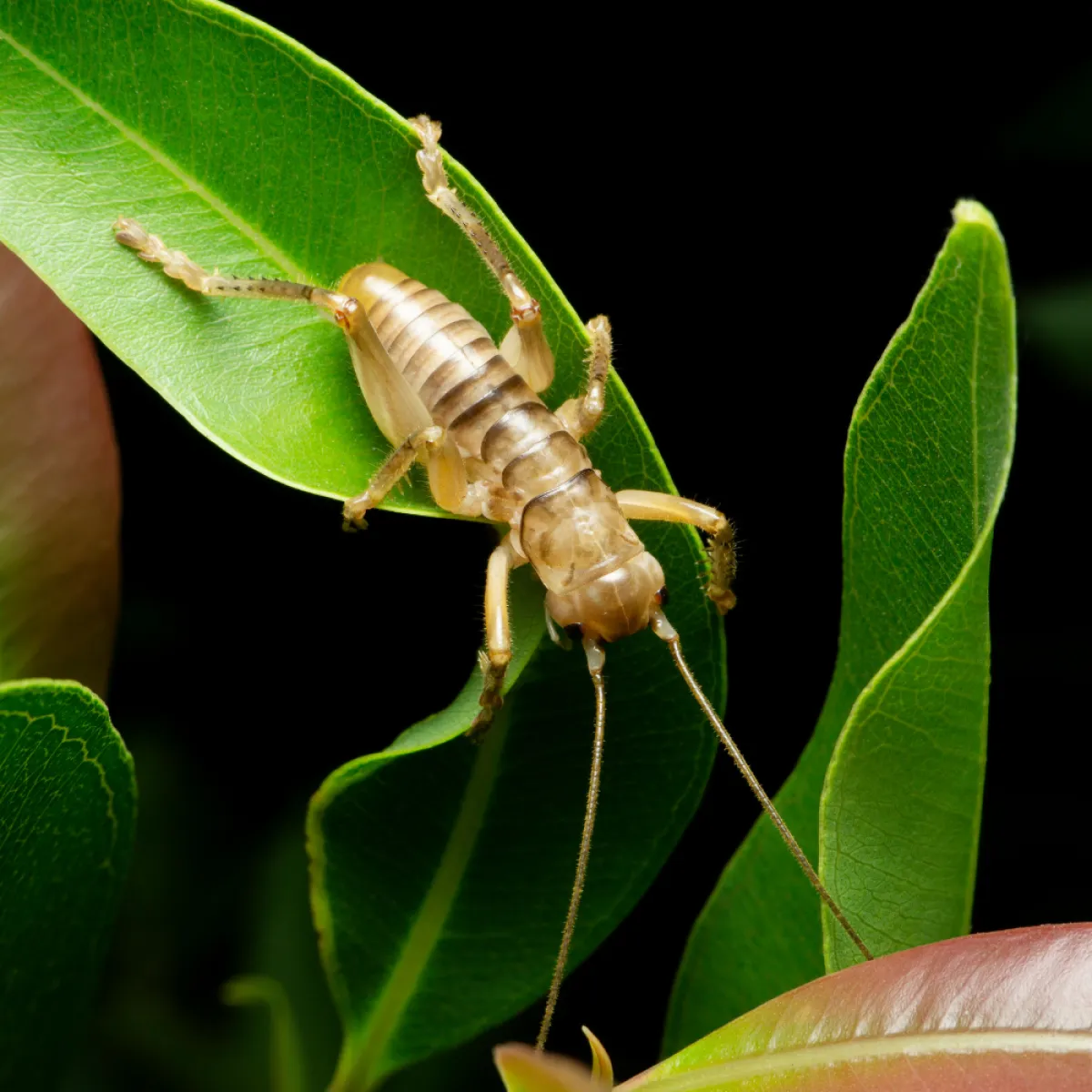 Crickets Pest Control | PestNation | PestNation