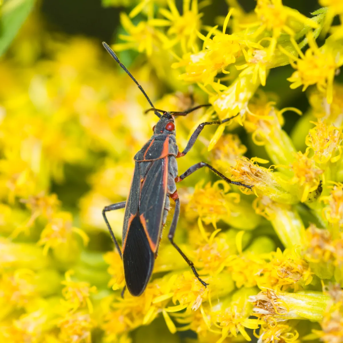 Boxelder Bugs Extermination | PestNation | PestNation