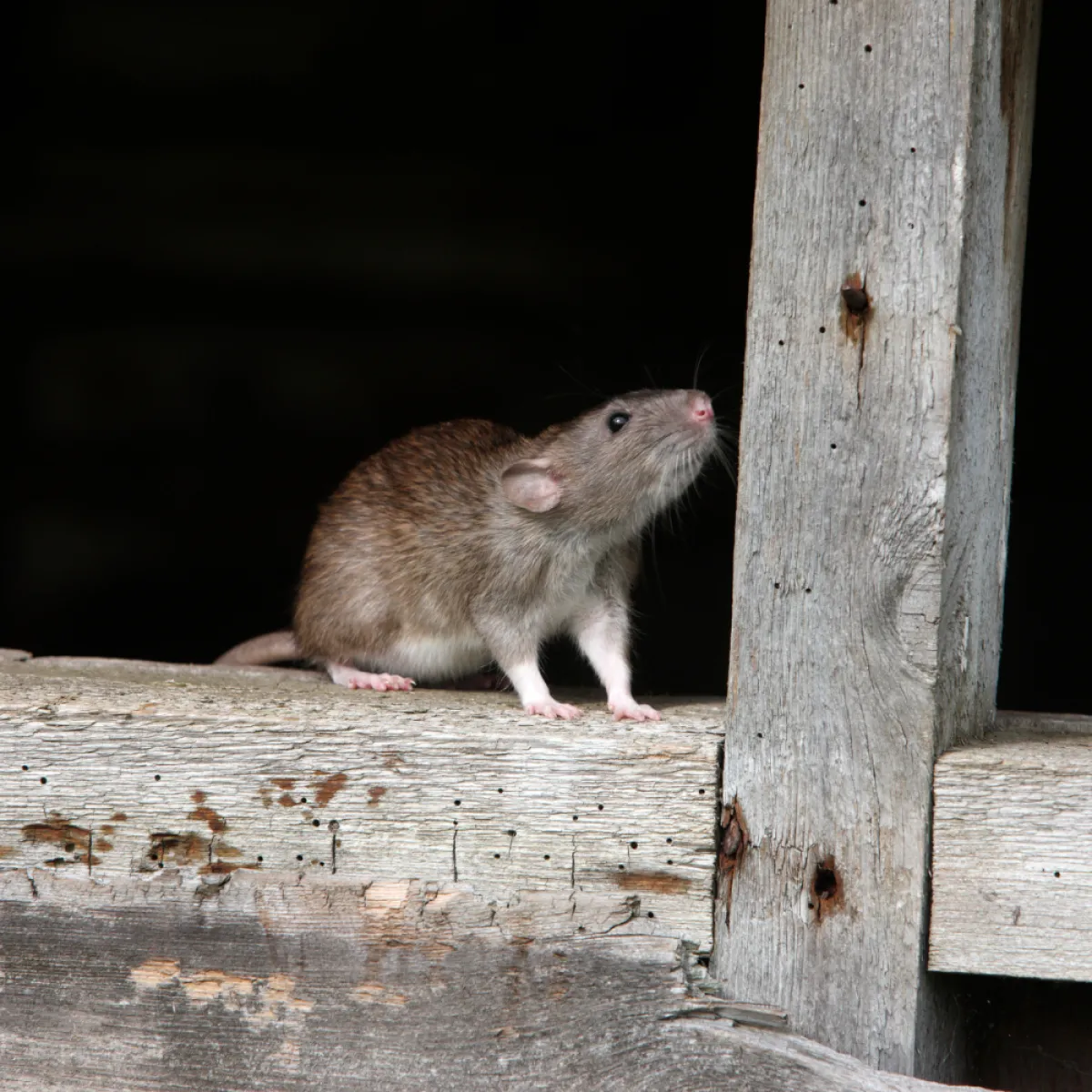 Rats Pest Control | PestNation | PestNation