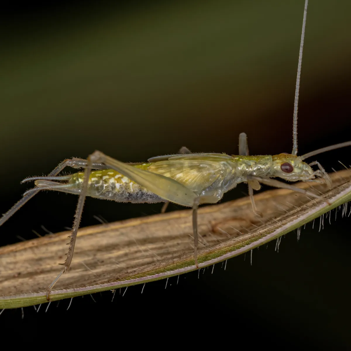 Crickets Pest Control | PestNation | PestNation