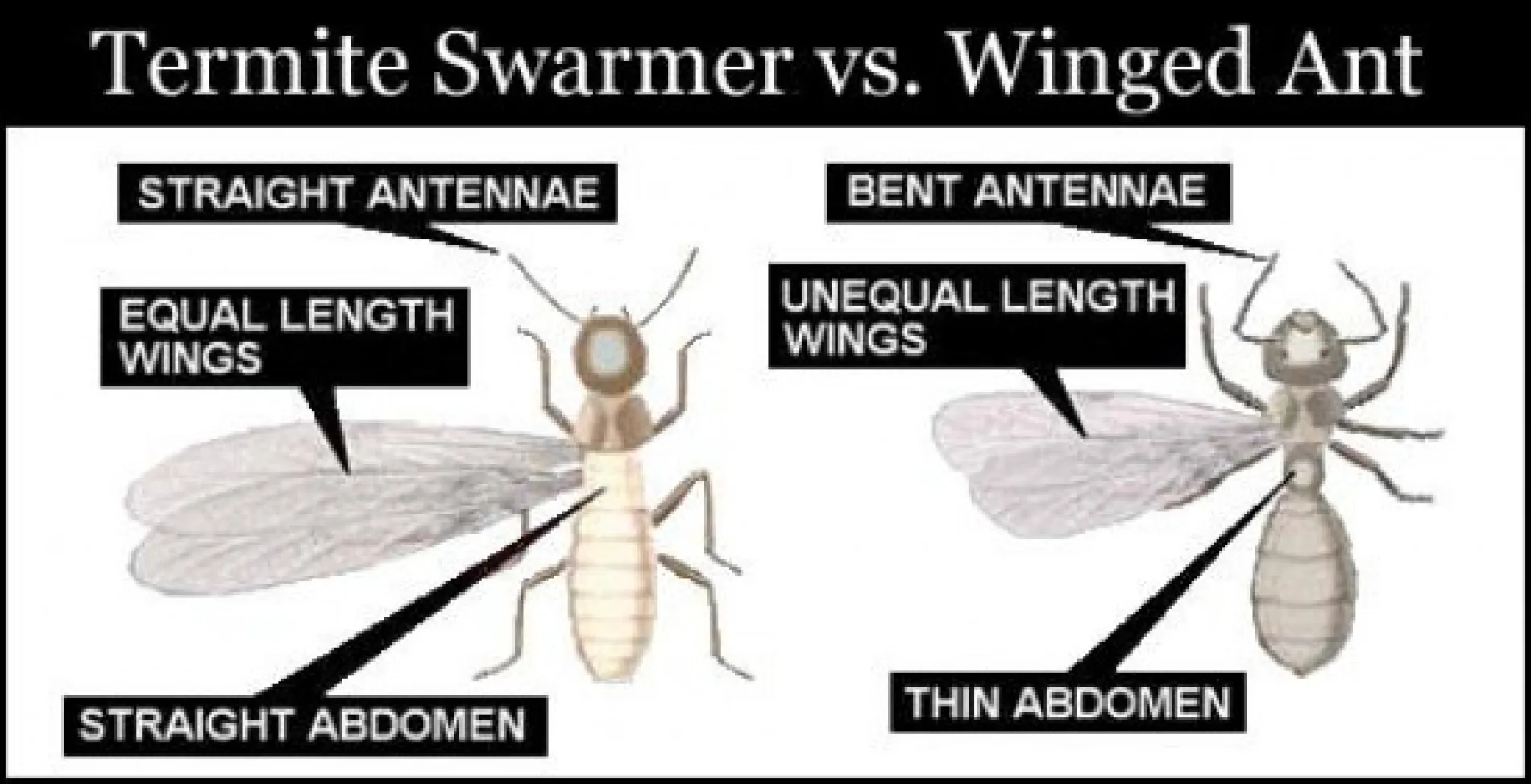 Termite Prevention | WDO Reports | Kingfish Pest Control