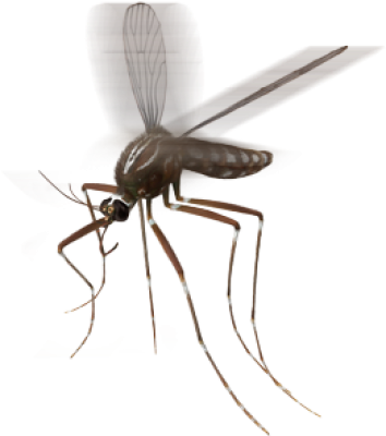 Best Pest, Termite & Mosquito Control | Palmetto Exterminators