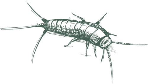 Pest Control Orem | Greenix Pest Control