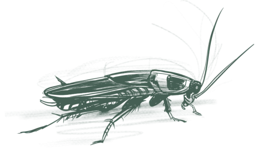 Pest Control Madison | Greenix Pest Control