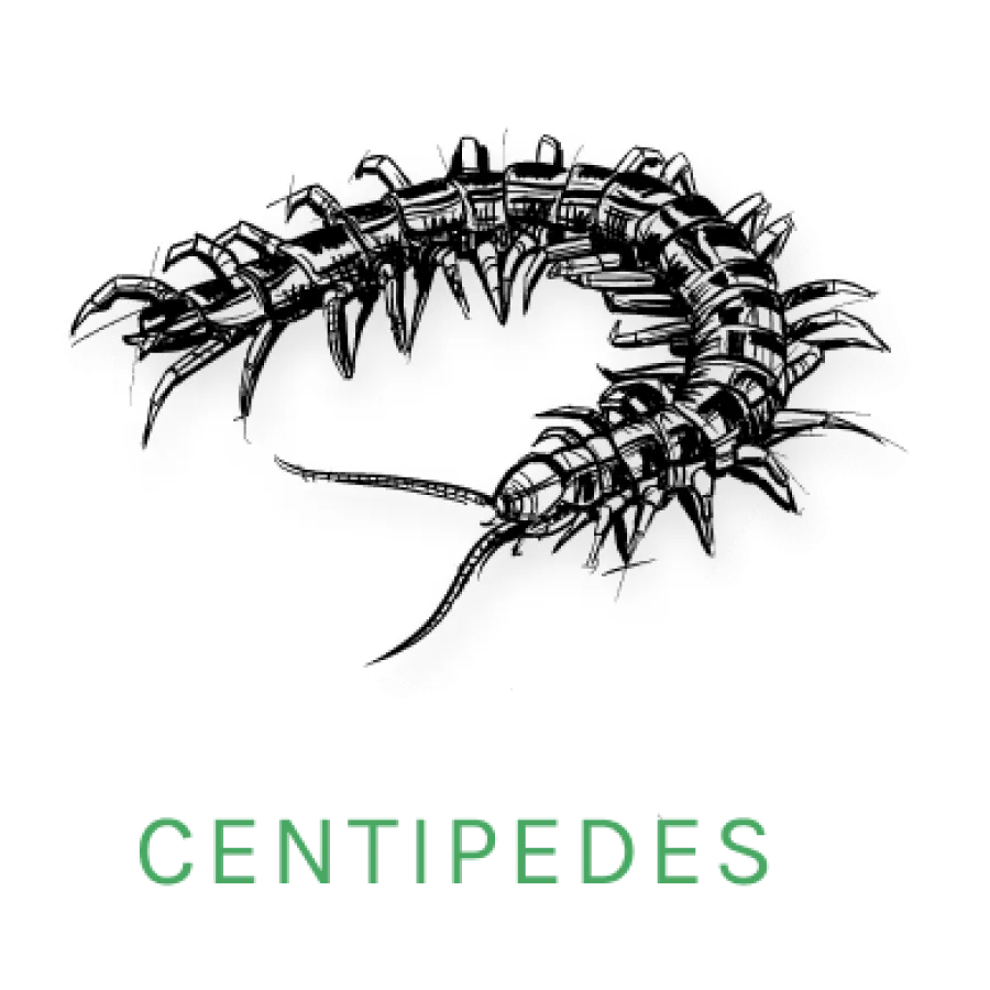 Pest Control Services & Treatments | Greenix Pest Control