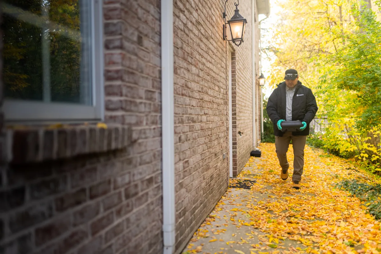 Rodent Removal & Control | Greenix Pest Control