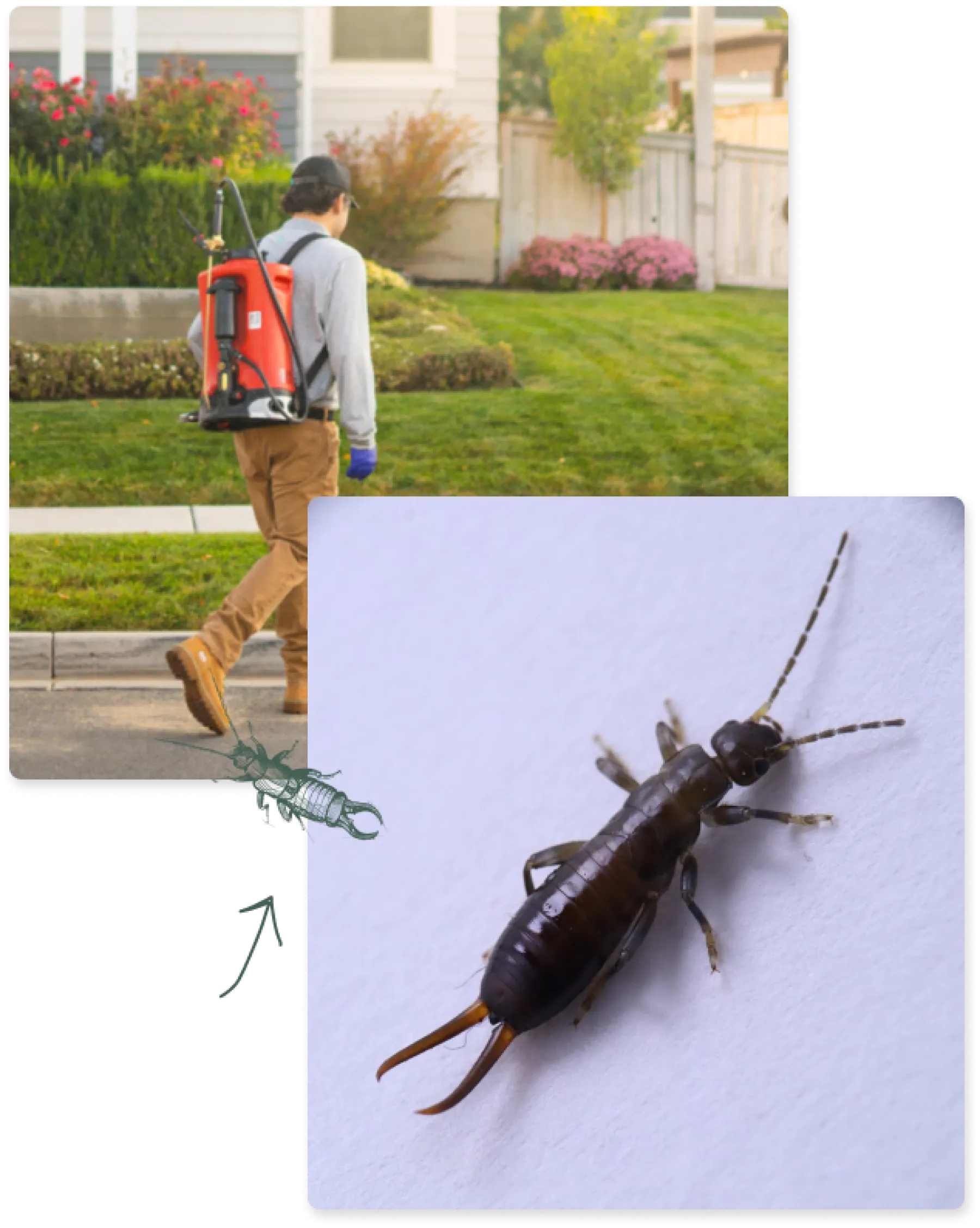 Earwigs | Pest Library | Greenix Pest Control