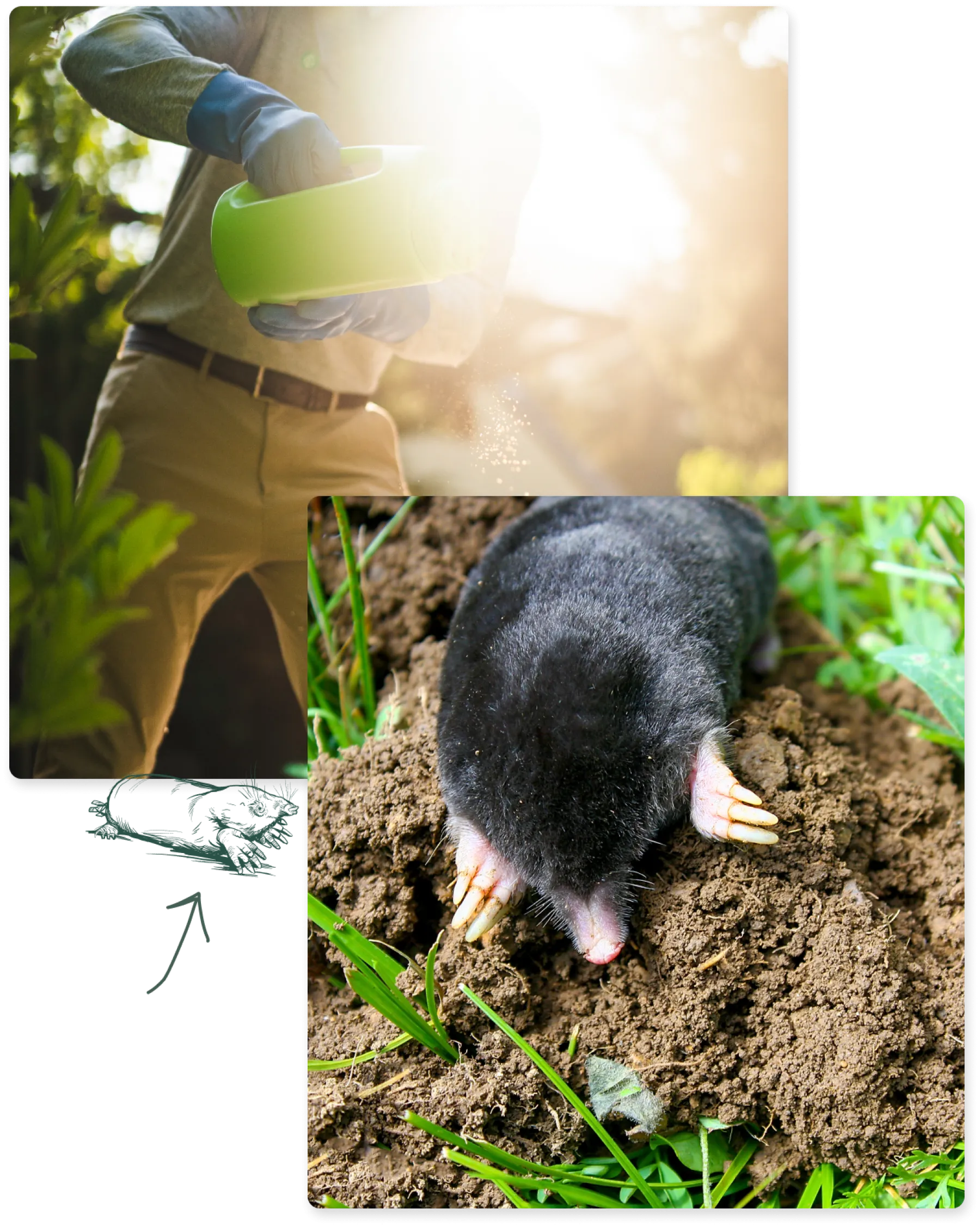 Mole | Greenix Pest Control