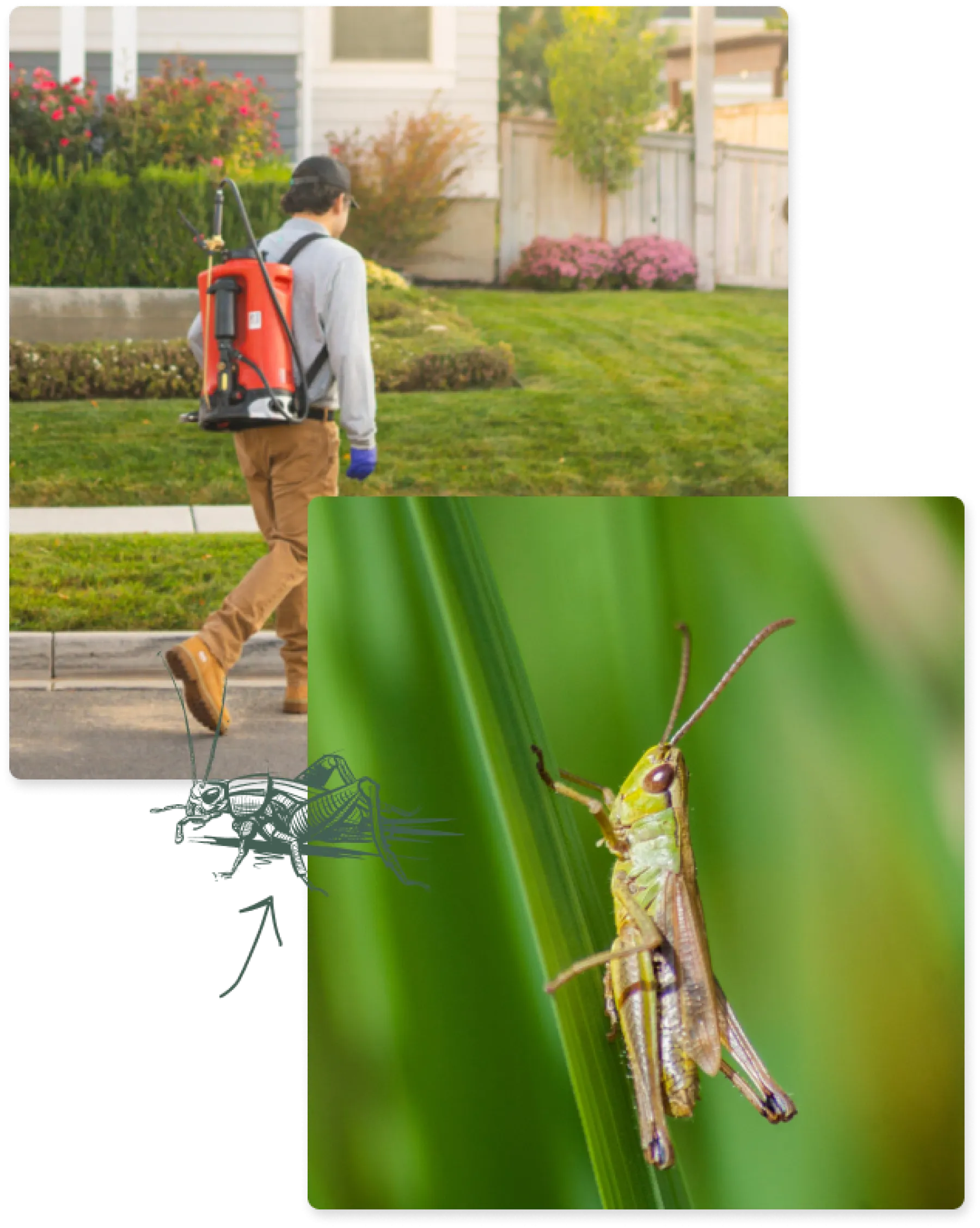 Crickets | Pest Library | Greenix Pest Control