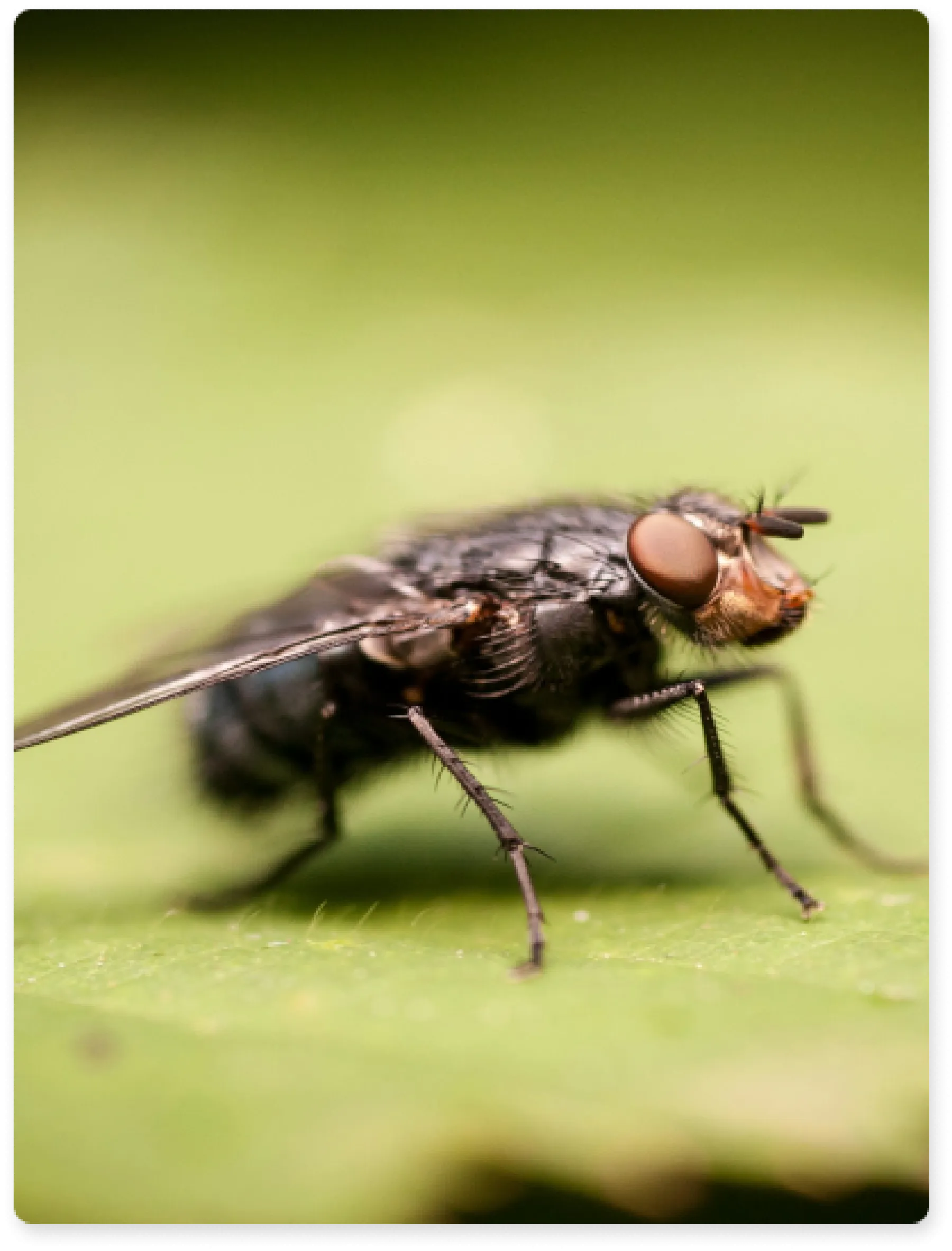 Fleas | Greenix Pest Control