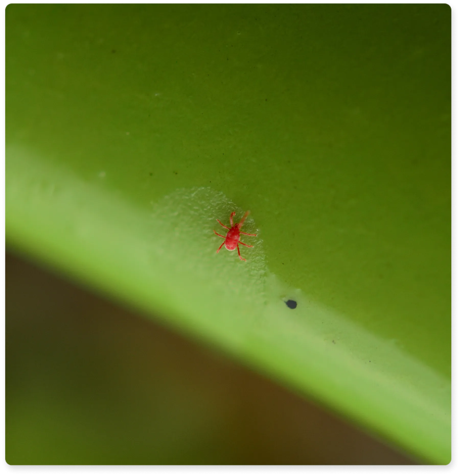 Chiggers: Identification, Risks, and Effective Removal Tips | Greenix ...